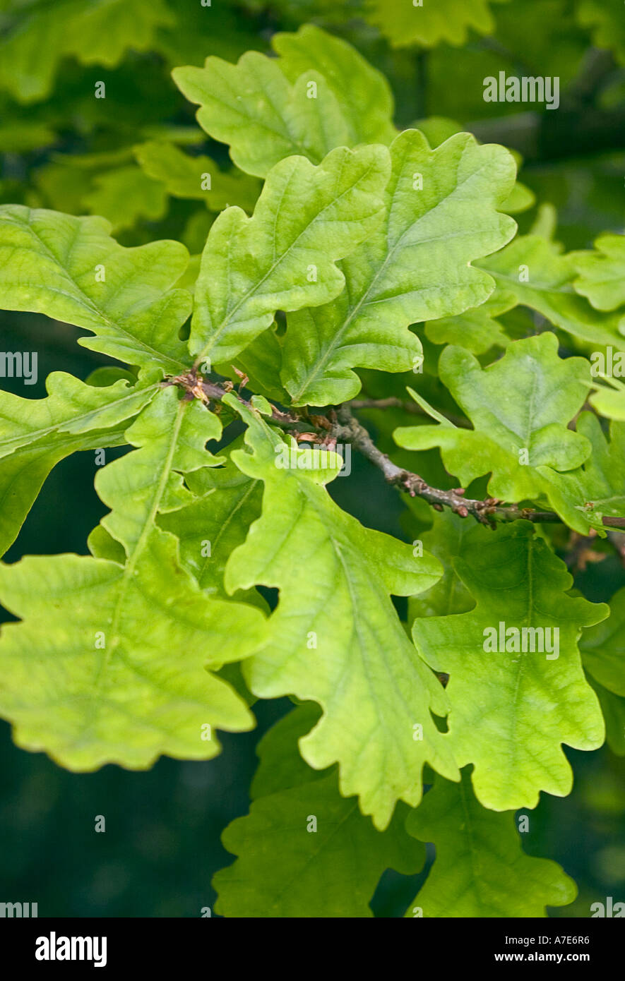 Oak tree nuts hi-res stock photography and images - Alamy