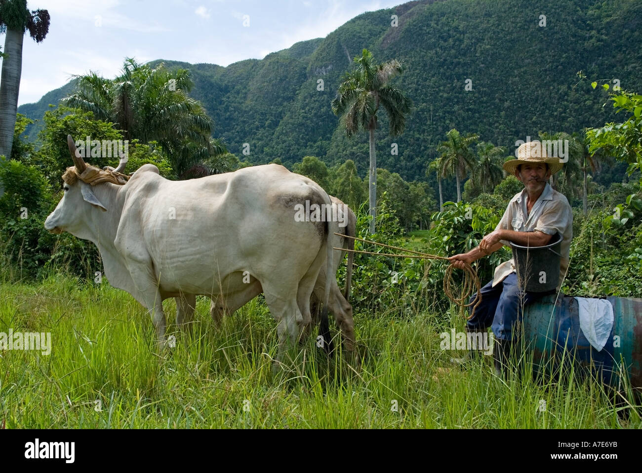 Farmer smoking a cigar while taking a break on his plough, Vinales ...