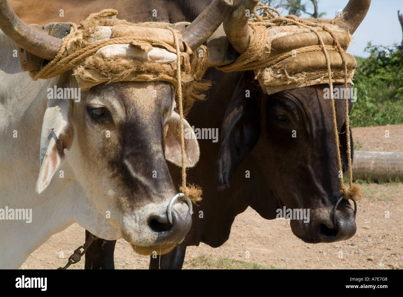 Ox pulling plough hi-res stock photography and images - Alamy