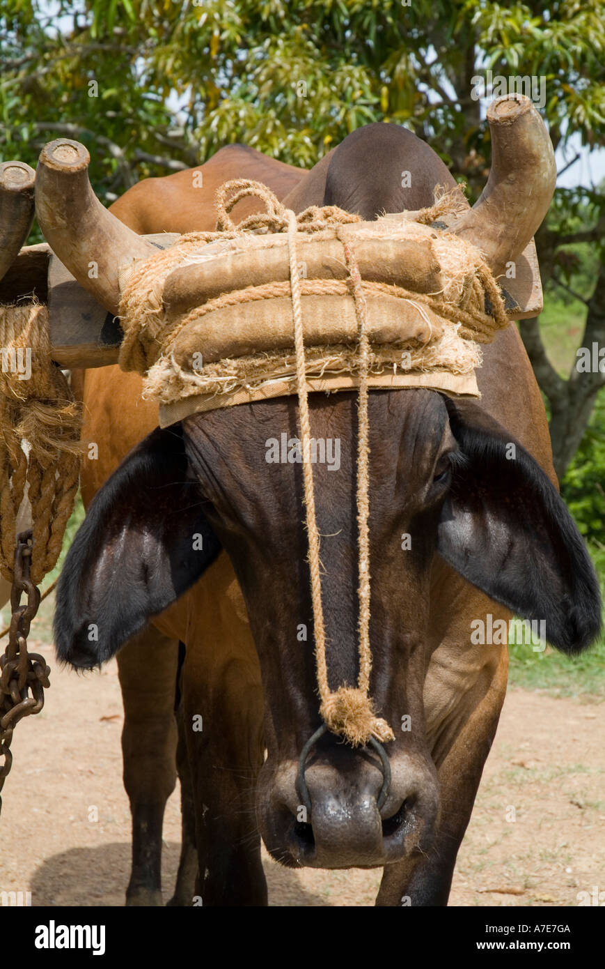 Plough head hi-res stock photography and images - Alamy