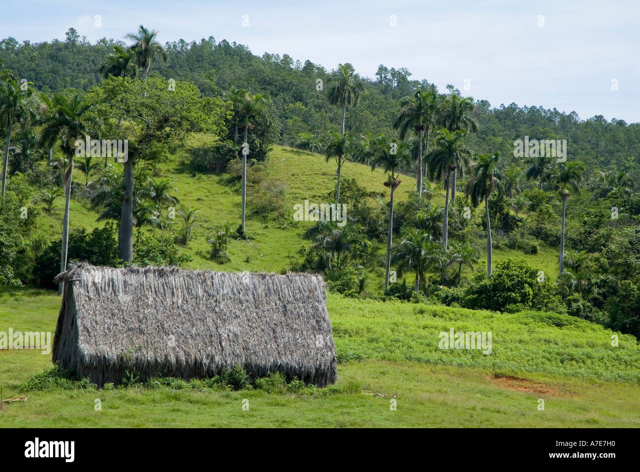 Hut with a traditional thatched roof with coconut trees and the Mogotes ...