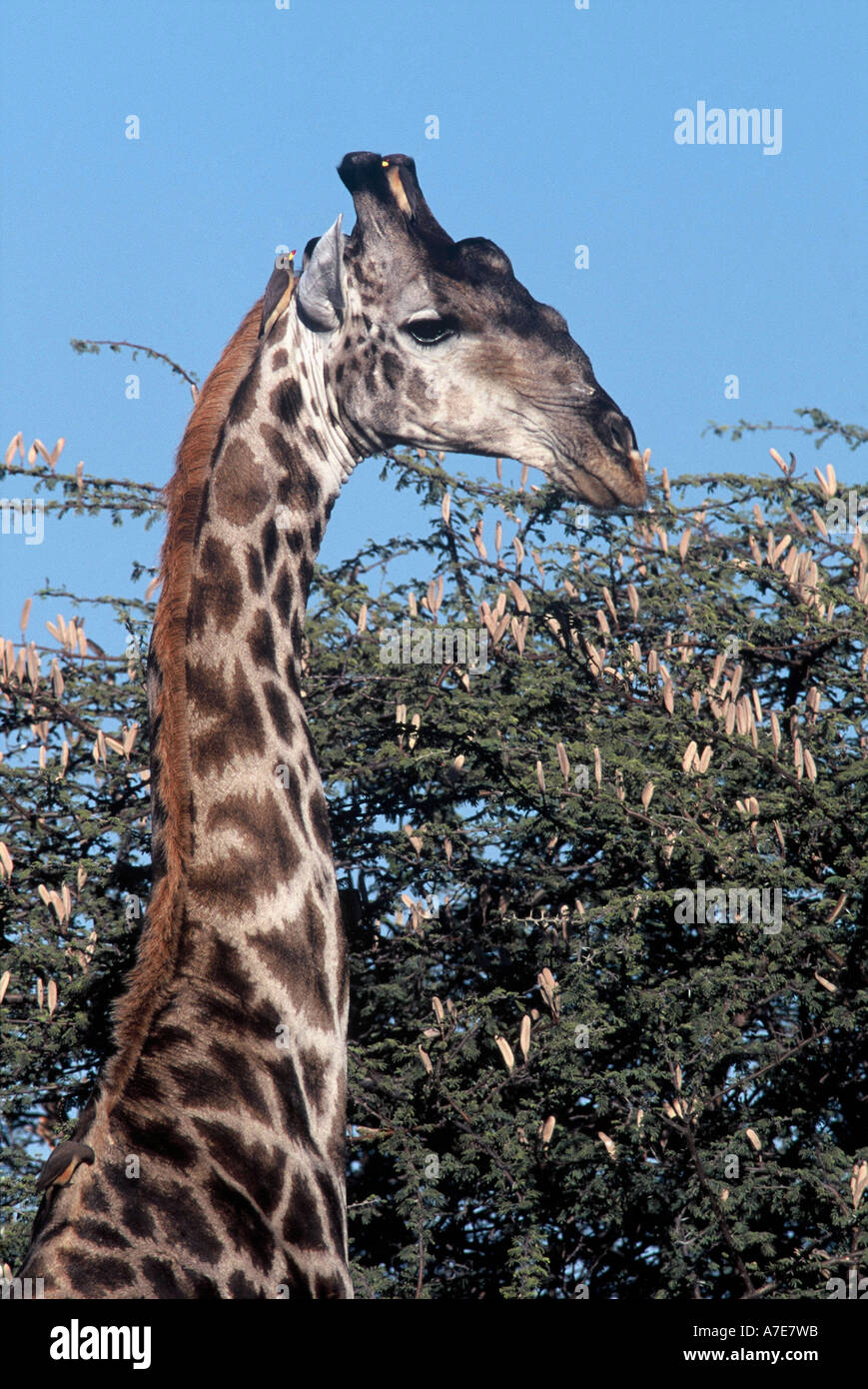 big male giraffe, Giraffa camelopardalis Stock Photo - Alamy