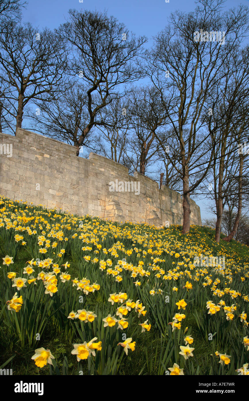 York City Walls in Spring North Yorkshire England Stock Photo - Alamy