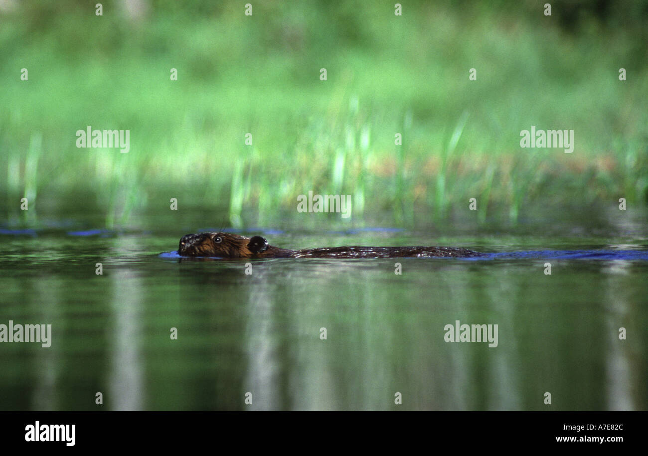 Beaver pelt canada hi-res stock photography and images - Alamy