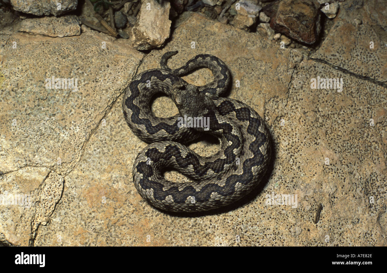 Viper greece hi-res stock photography and images - Alamy