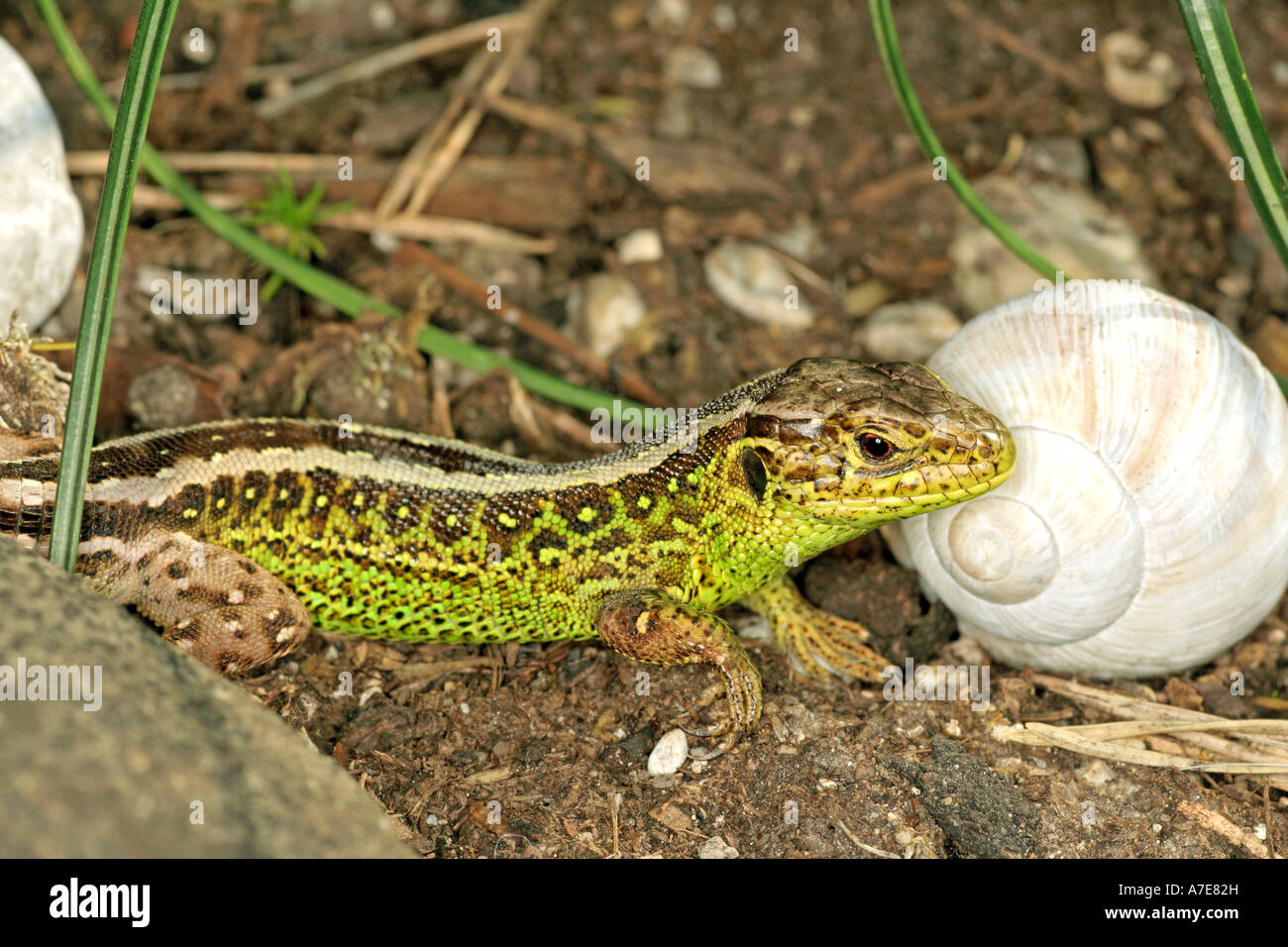 Common lizard and a snail`s house Bavaria Germany Europe Stock Photo ...