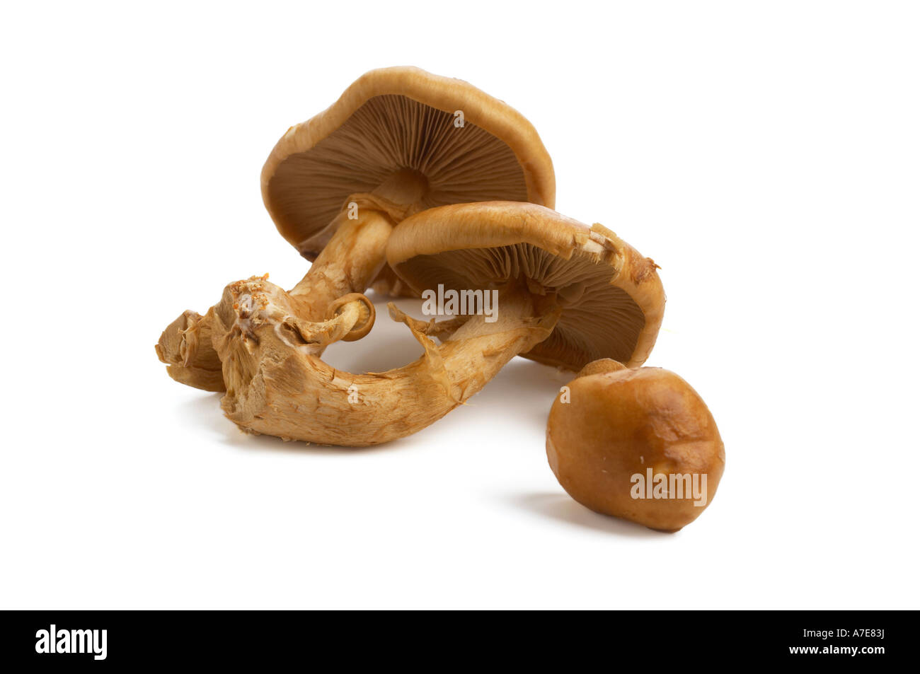 Nameko Cut Out Stock Images & Pictures - Alamy