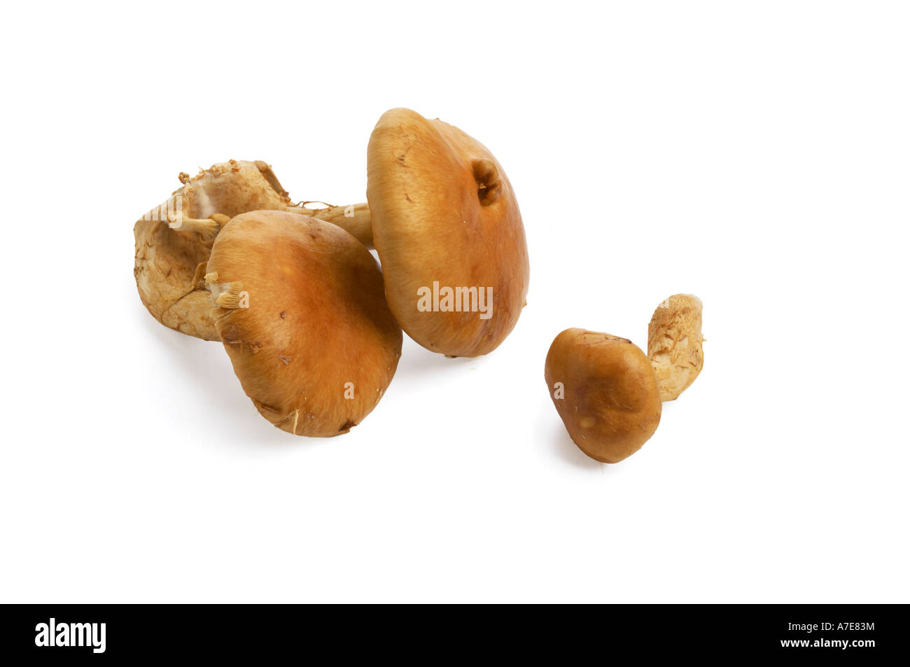 Nameko Cut Out Stock Images & Pictures - Alamy