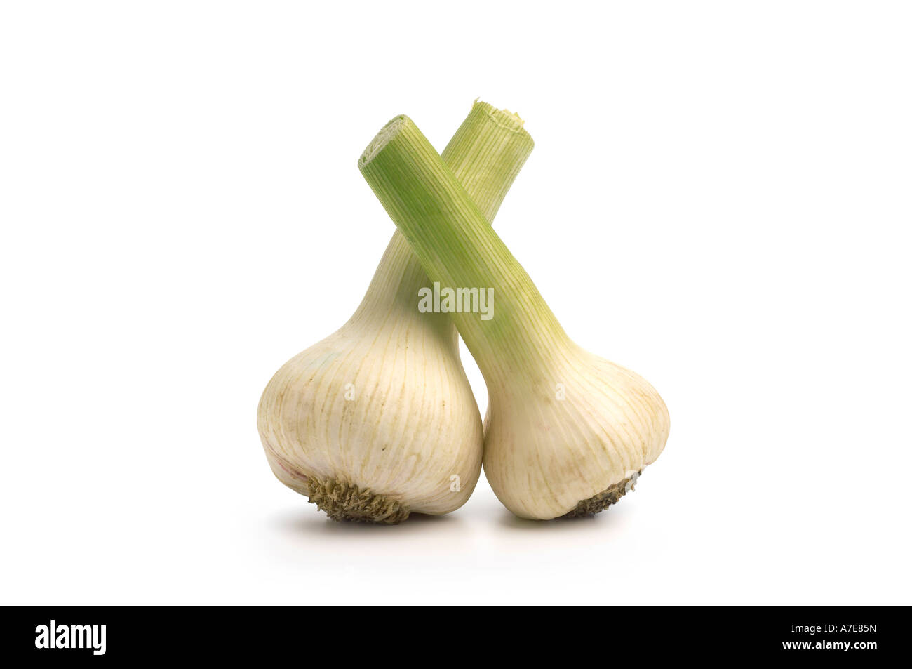 Two garlic bulb hi-res stock photography and images - Alamy