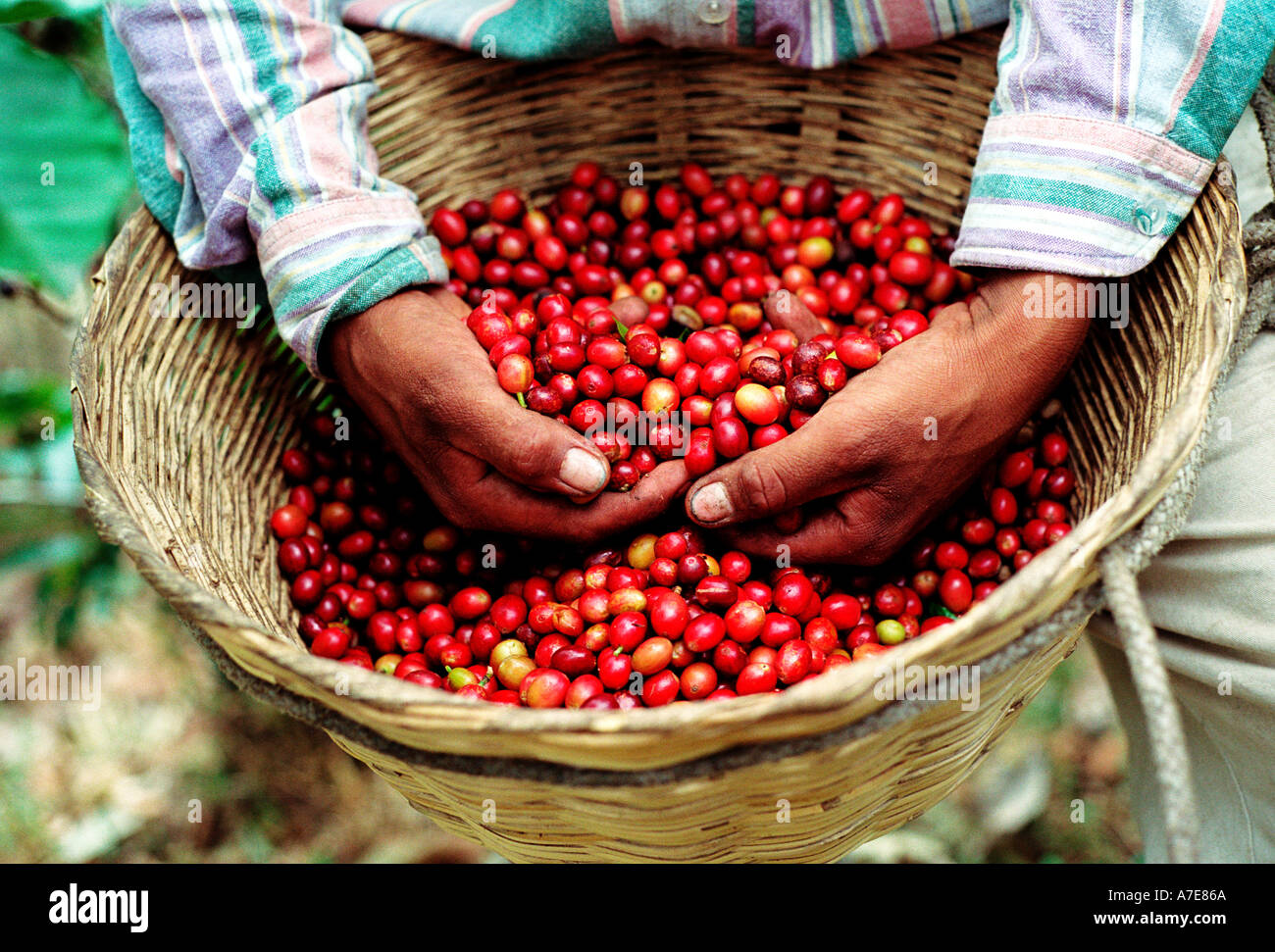 Campesino guatemala hi-res stock photography and images - Alamy