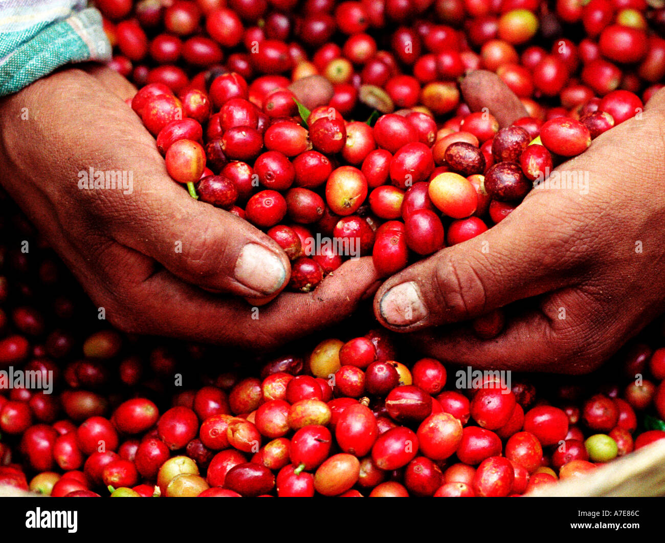 Campesino guatemala hi-res stock photography and images - Alamy