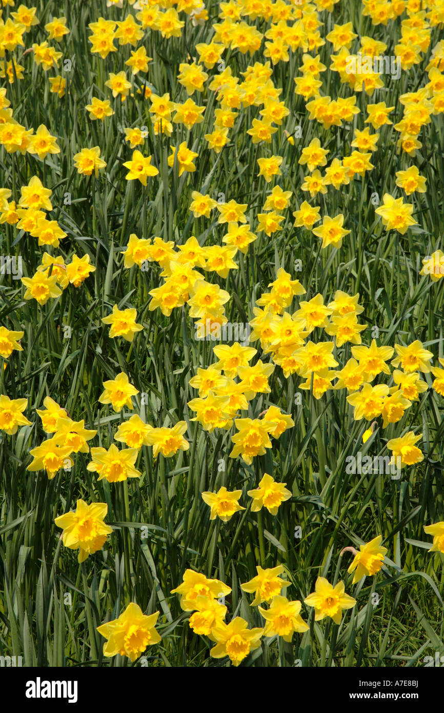 Plant daffodil flower hi-res stock photography and images - Alamy