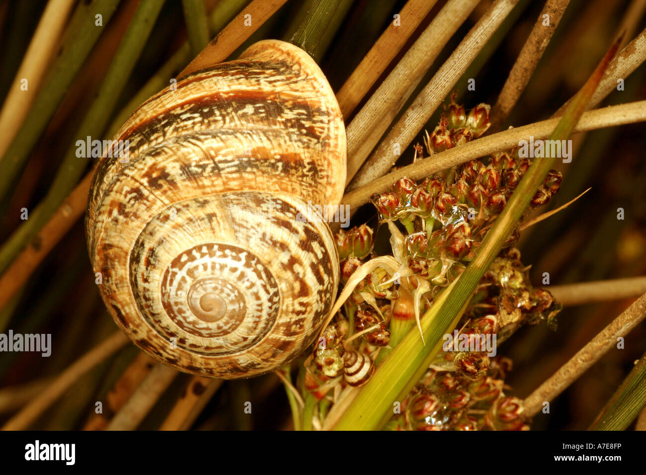Baby snail hi-res stock photography and images - Alamy