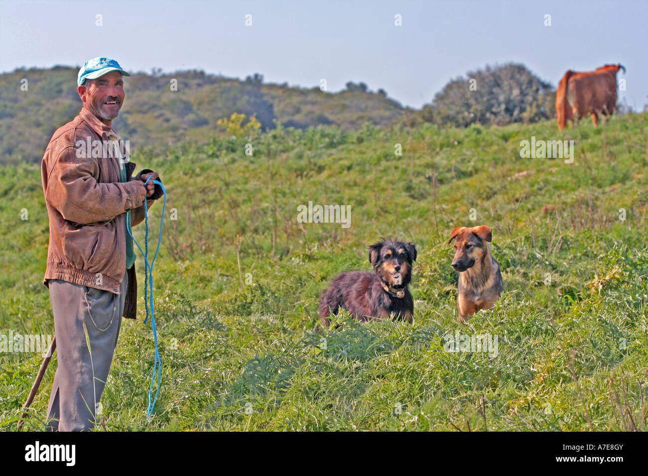 Working cow dogs hi-res stock photography and images - Alamy