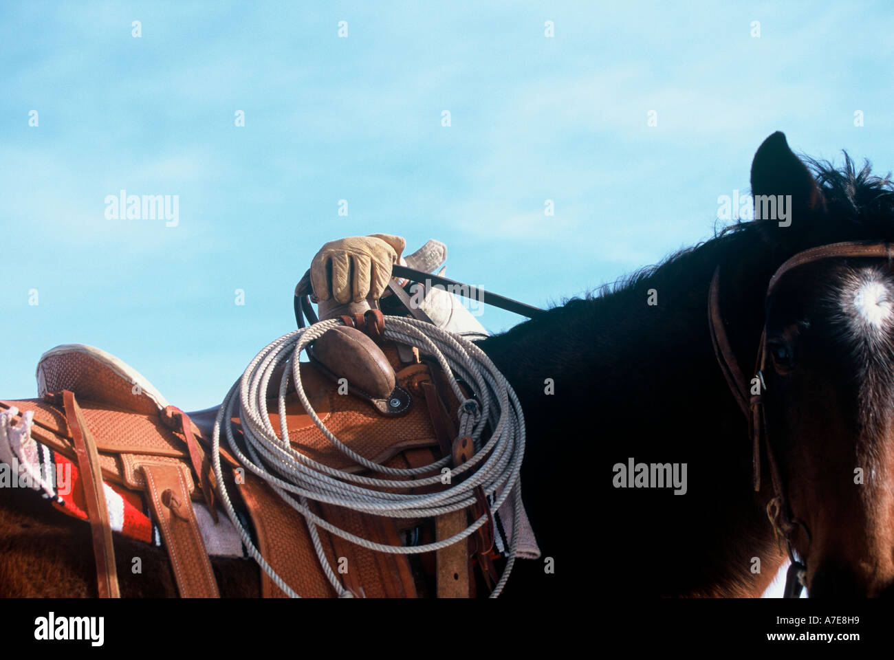 Cowboy wearing gloves for protection has his hand on saddle ready to ...