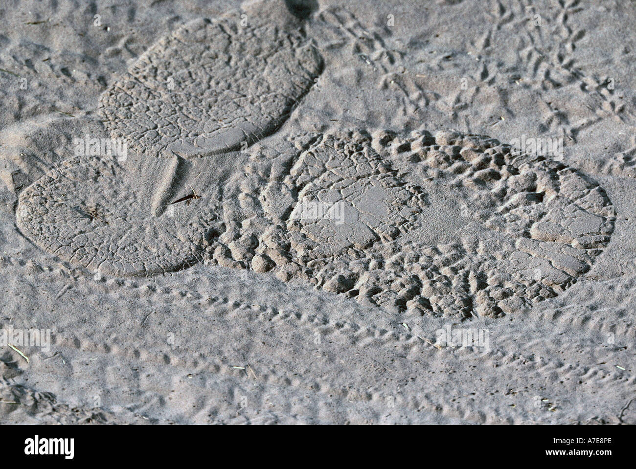 Elephant tracks hi-res stock photography and images - Alamy