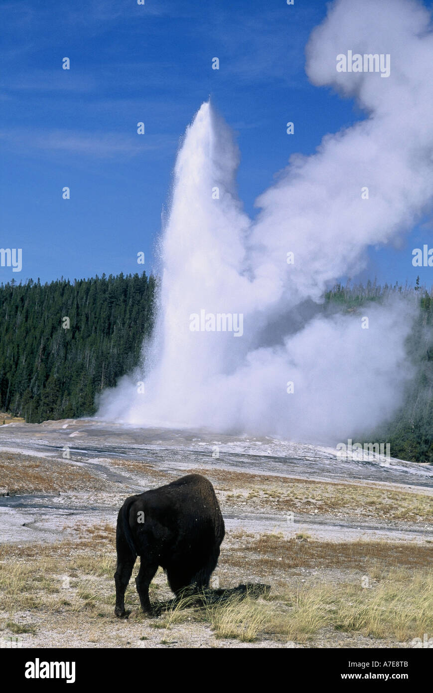 Old Faithful Geyser Stock Photo - Alamy