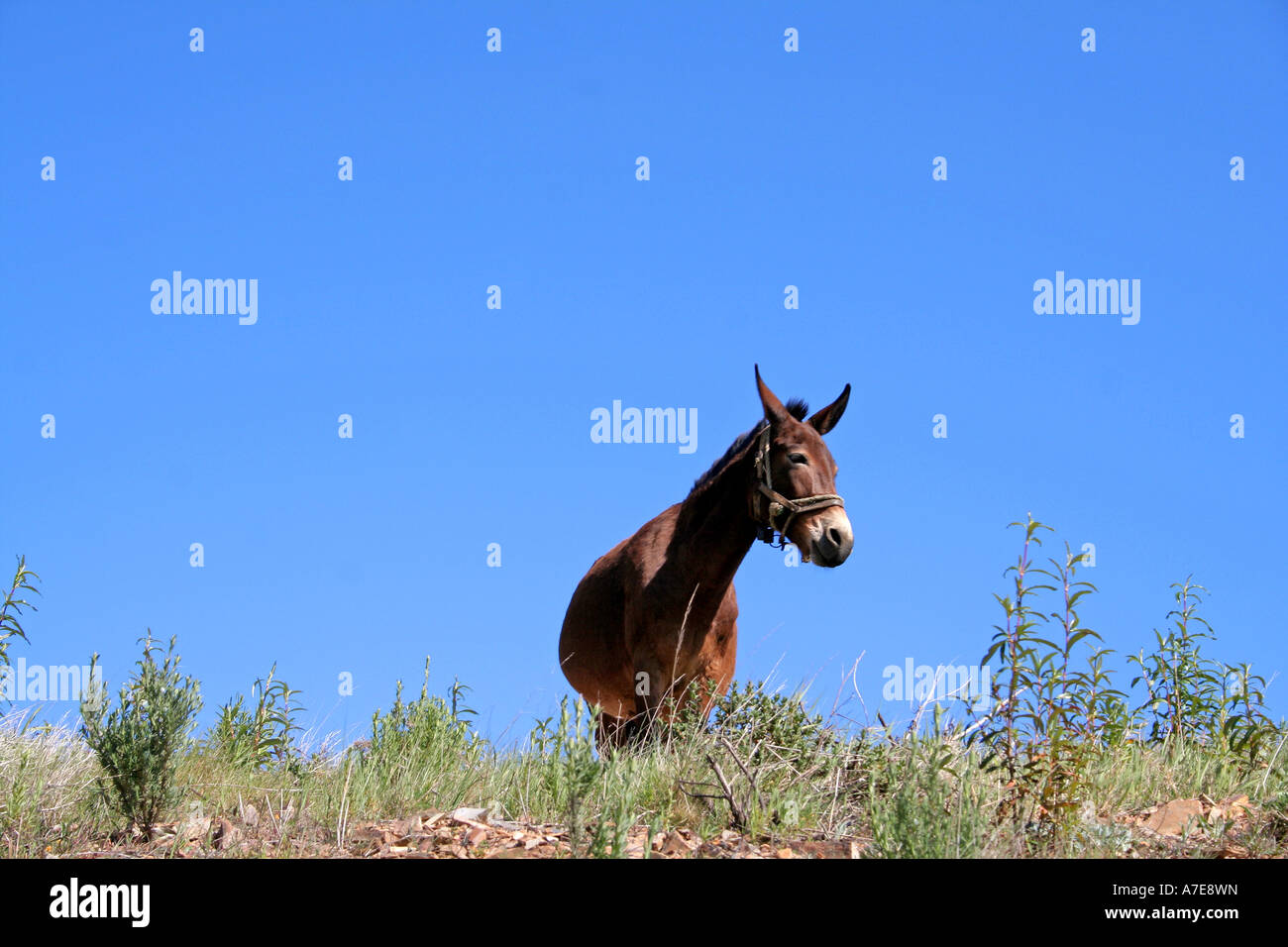 mule looking down from top of a hill Algarve Portugal Europe Stock ...