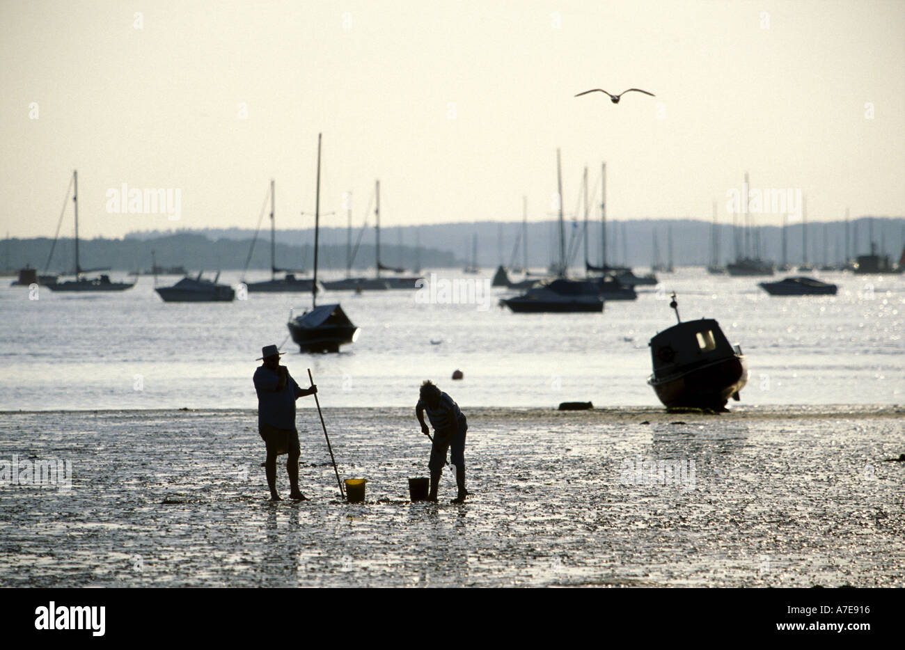 Digging for sand worms hi-res stock photography and images - Alamy