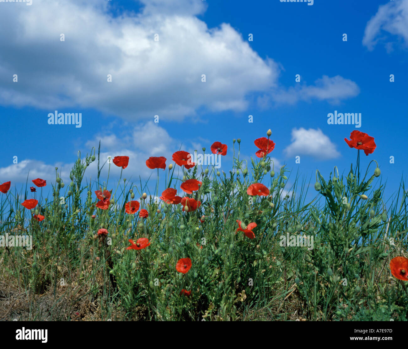 Common field or Flanders poppies (Papaver rhoeas Stock Photo - Alamy