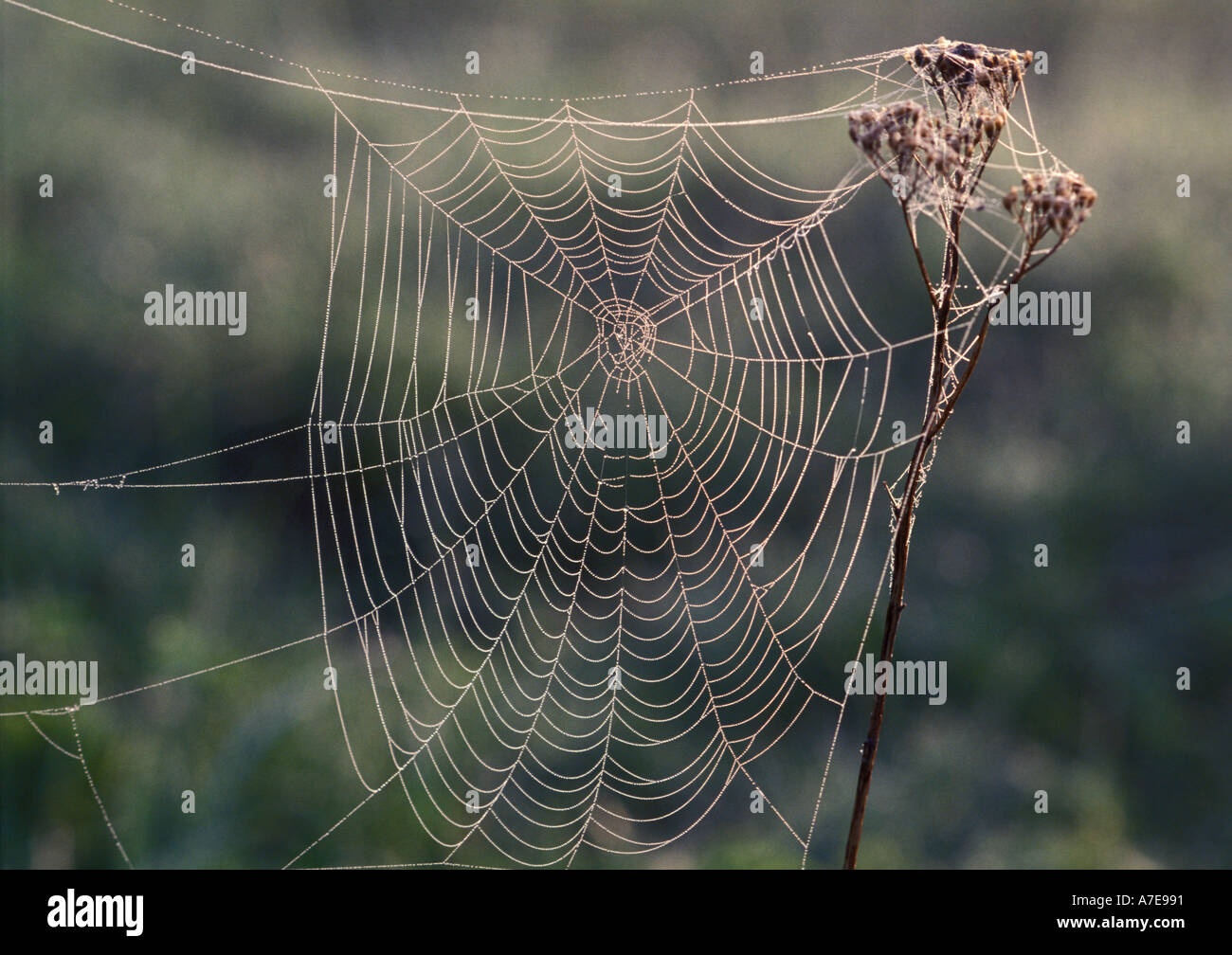 Spidernet close up Stock Photo - Alamy