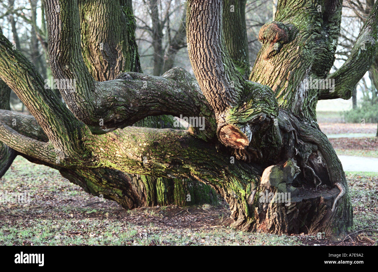 Old twisted tree Stock Photo - Alamy