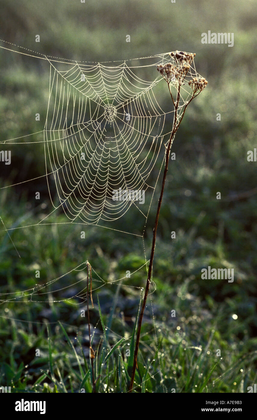 Bedew hi-res stock photography and images - Alamy