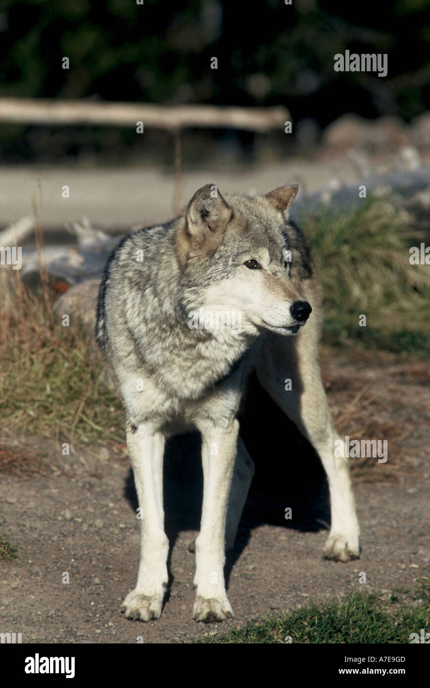 Grey wolf conservation yellowstone hi-res stock photography and images ...
