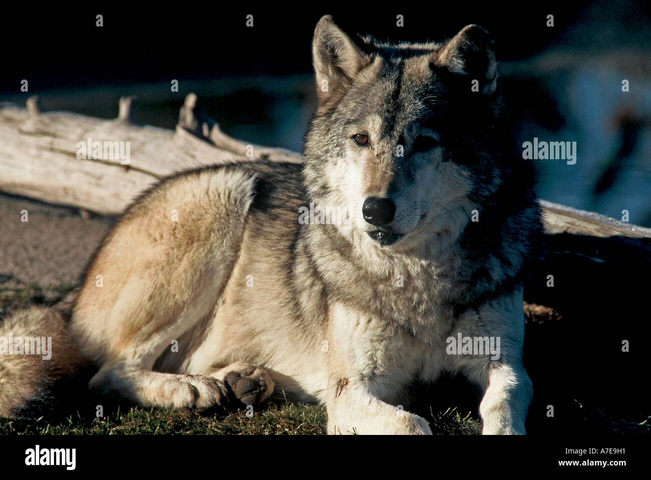Grey Wolf, Canis lupus Stock Photo - Alamy