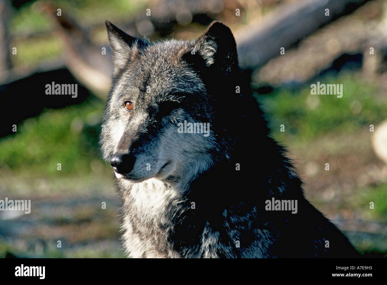 Alpha female grey timber wolf hi-res stock photography and images - Alamy