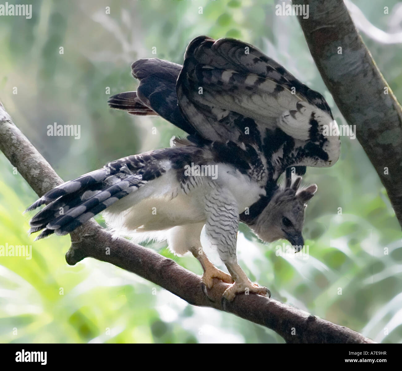 Harpy Eagle Panama High Resolution Stock Photography and Images - Alamy