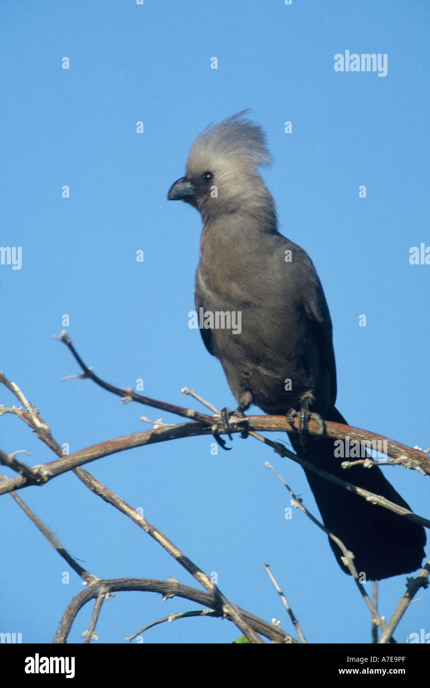 Grey lourie, Corythaixoides concolor Stock Photo - Alamy