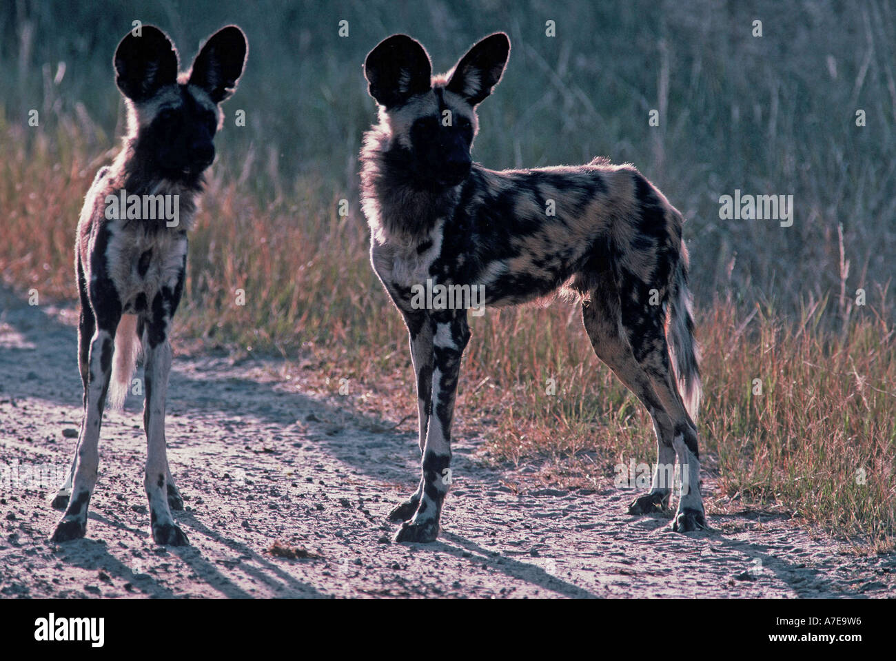 Cape Hunting Dogs, Lyacon pictus Stock Photo - Alamy