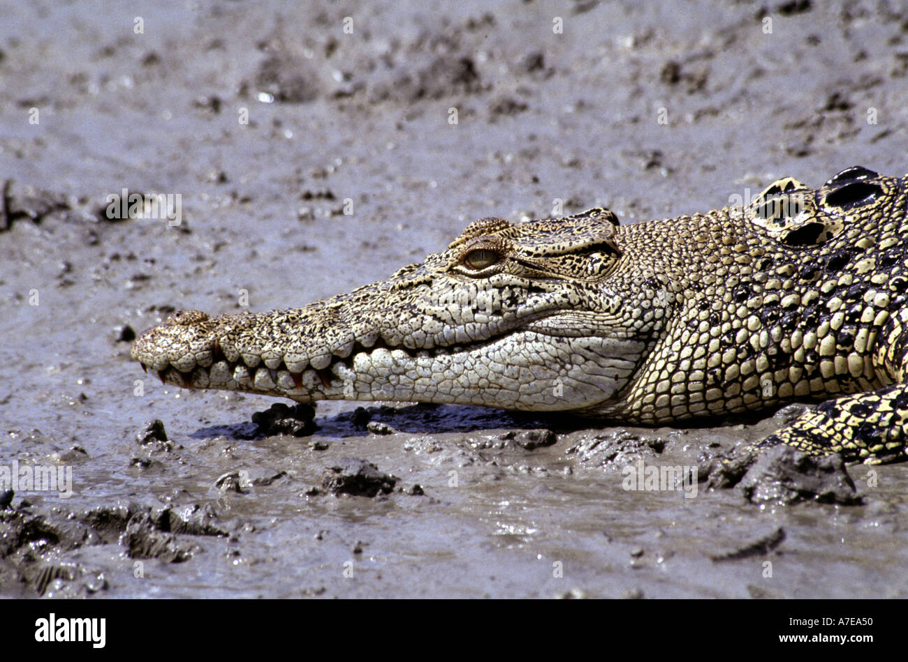 Australian estuarine salt water crocodile hi-res stock photography and ...