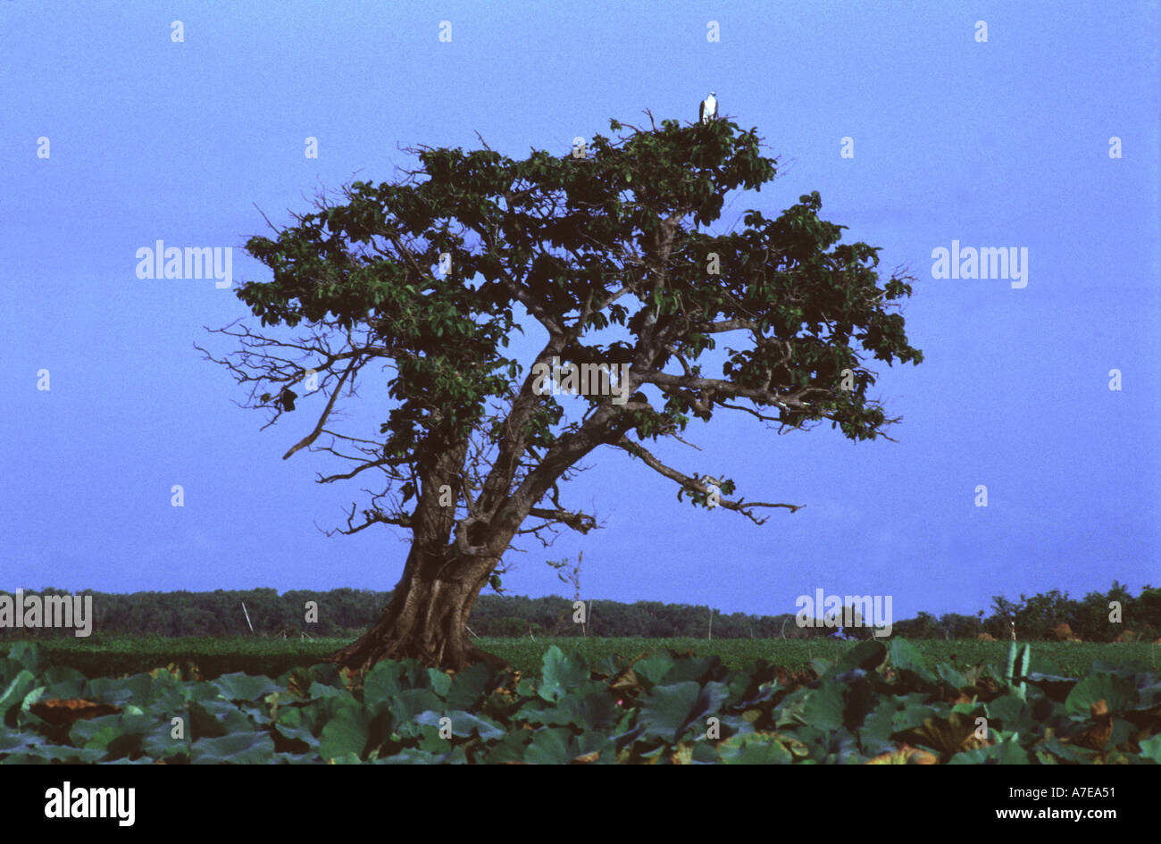 View on the Northern Territory wetlands near Shady Camp from a boat on ...