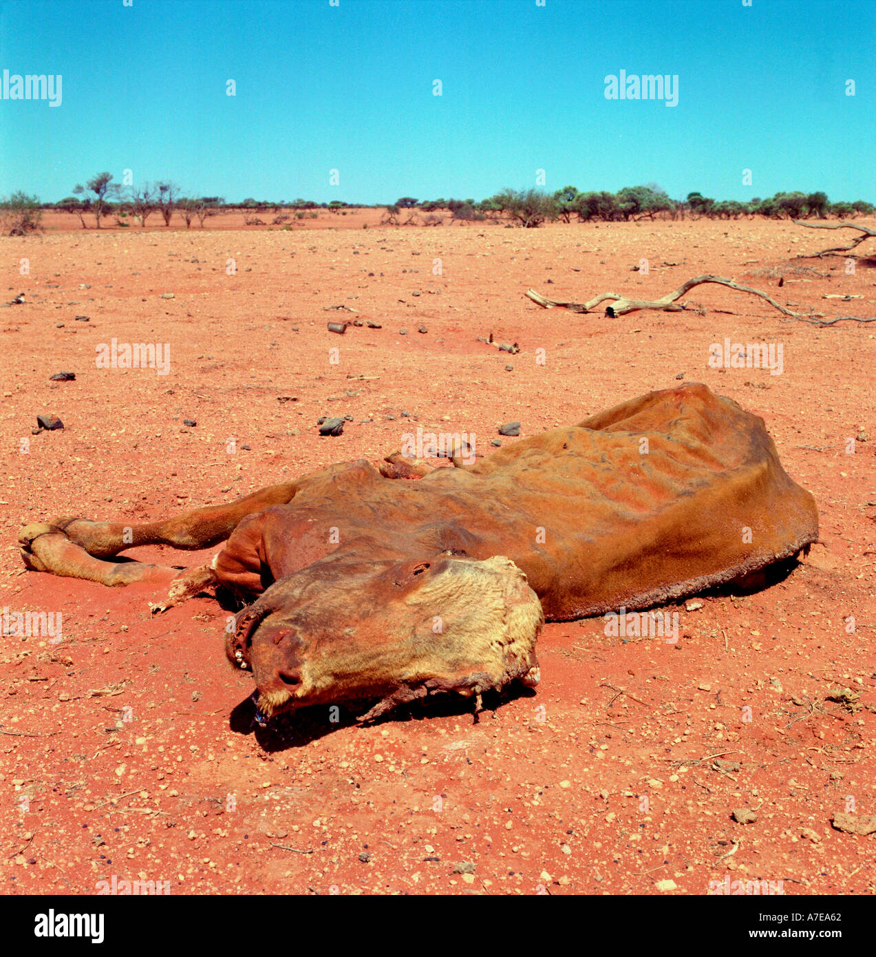 Wallara hi-res stock photography and images - Alamy