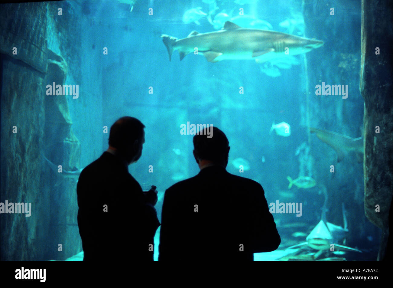 Two businessmen watch sharks at a corporate party held at the London ...