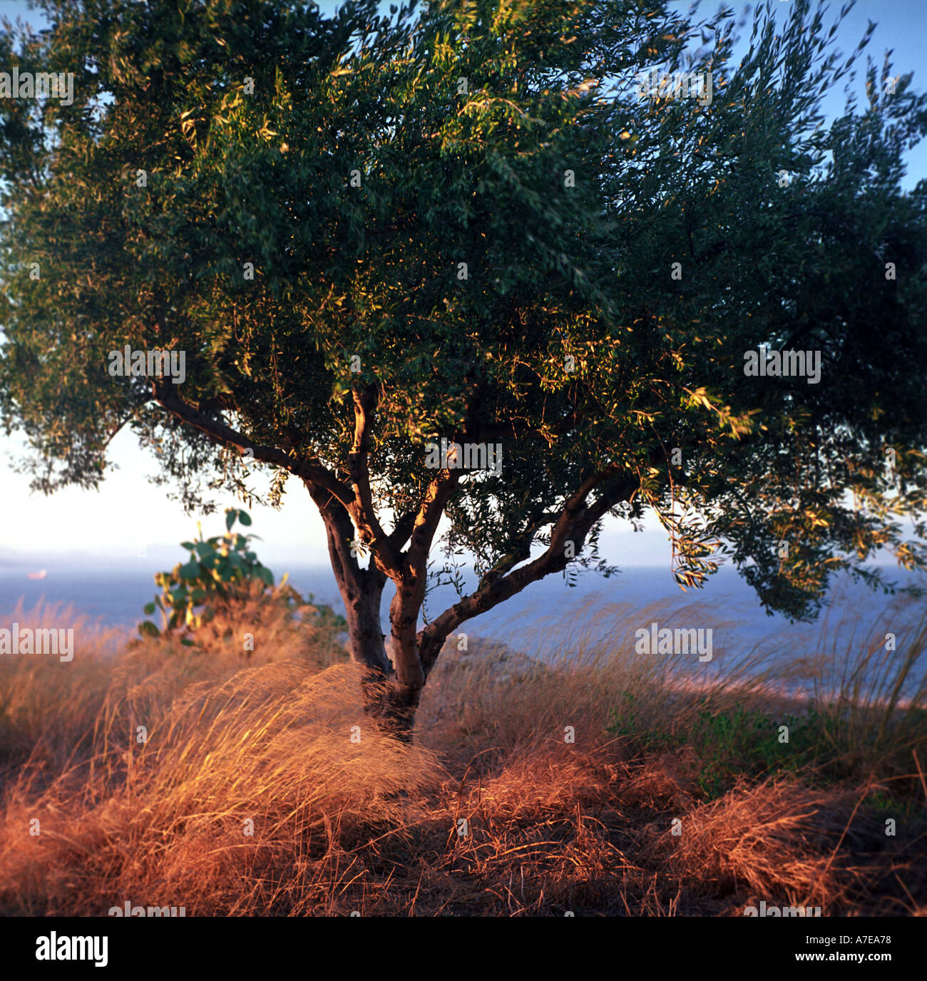 Leaves blowing off tree hi-res stock photography and images - Alamy