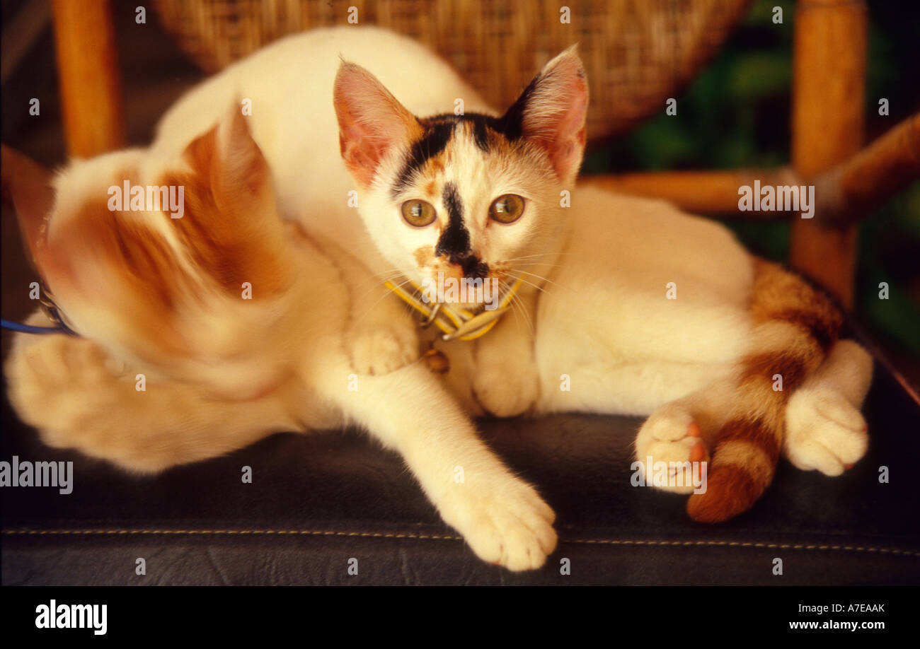 two cats, brother and sister, one staring directly at the camera Stock ...