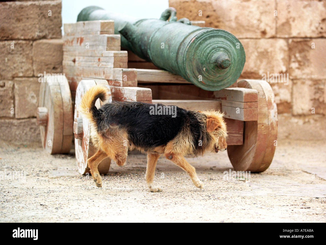 Three legged dog along battlements hi-res stock photography and images ...