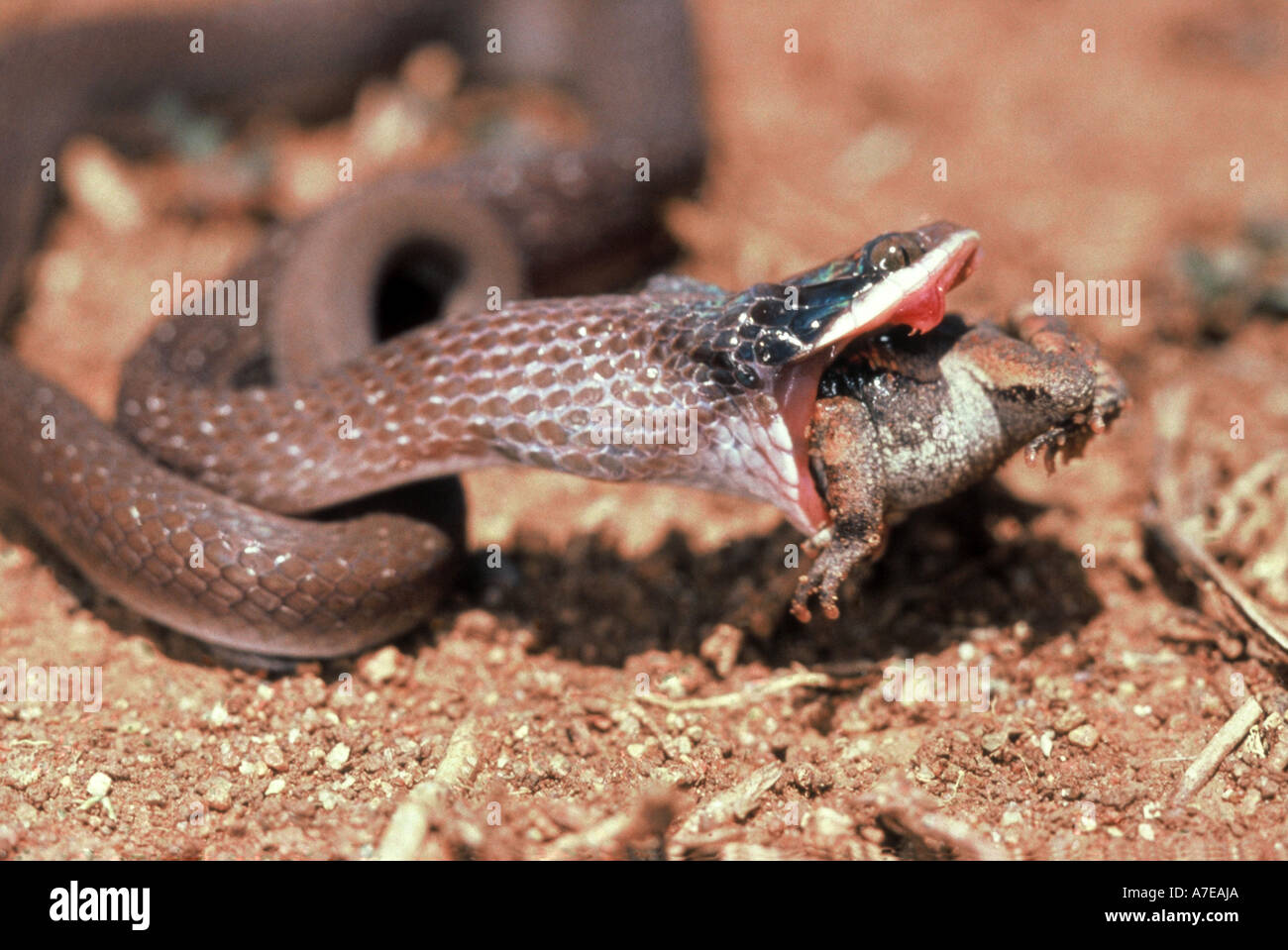 Red lipped herald snake hi-res stock photography and images - Alamy