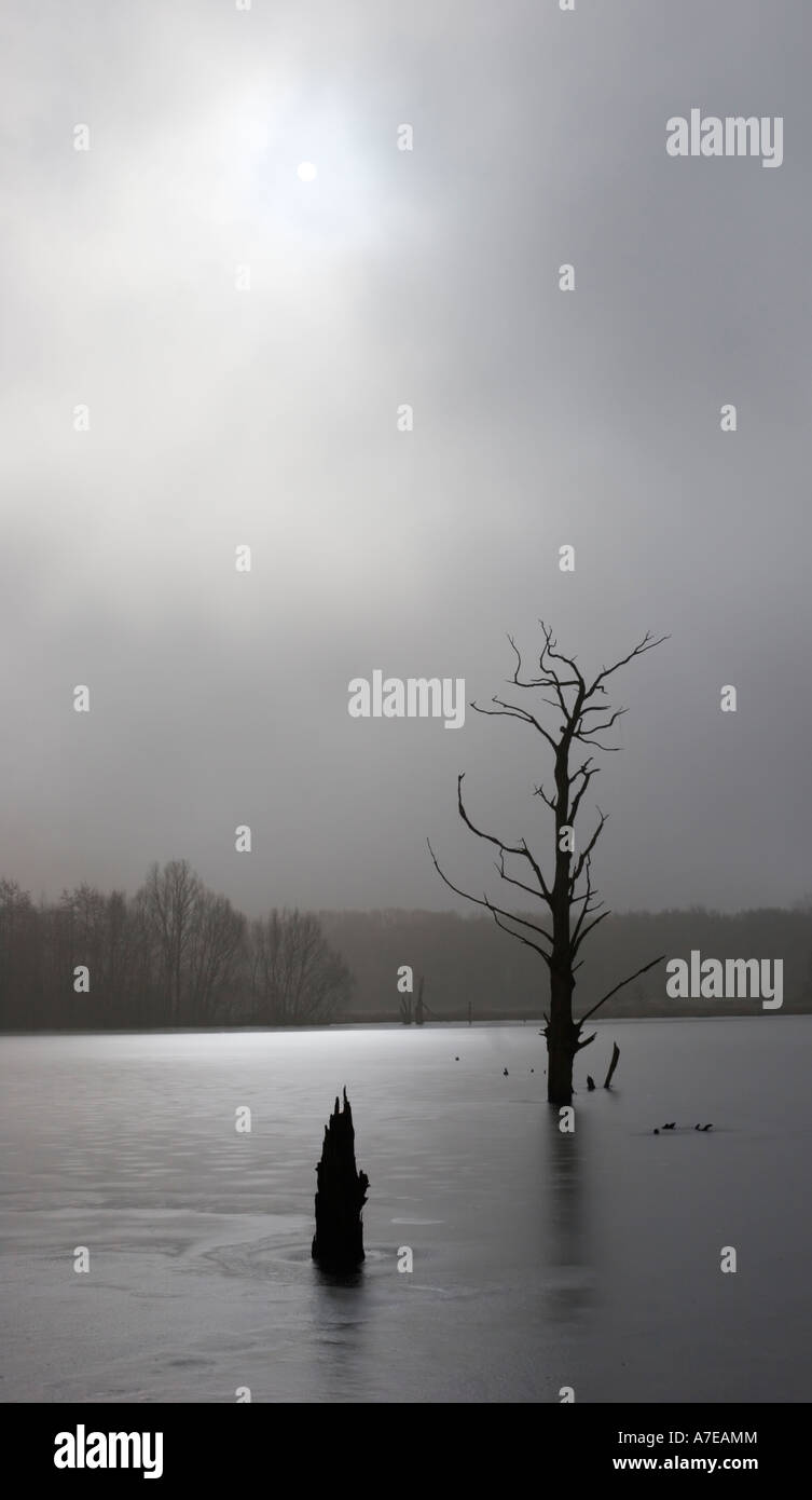 Dead trees in a frozen pond Stock Photo - Alamy