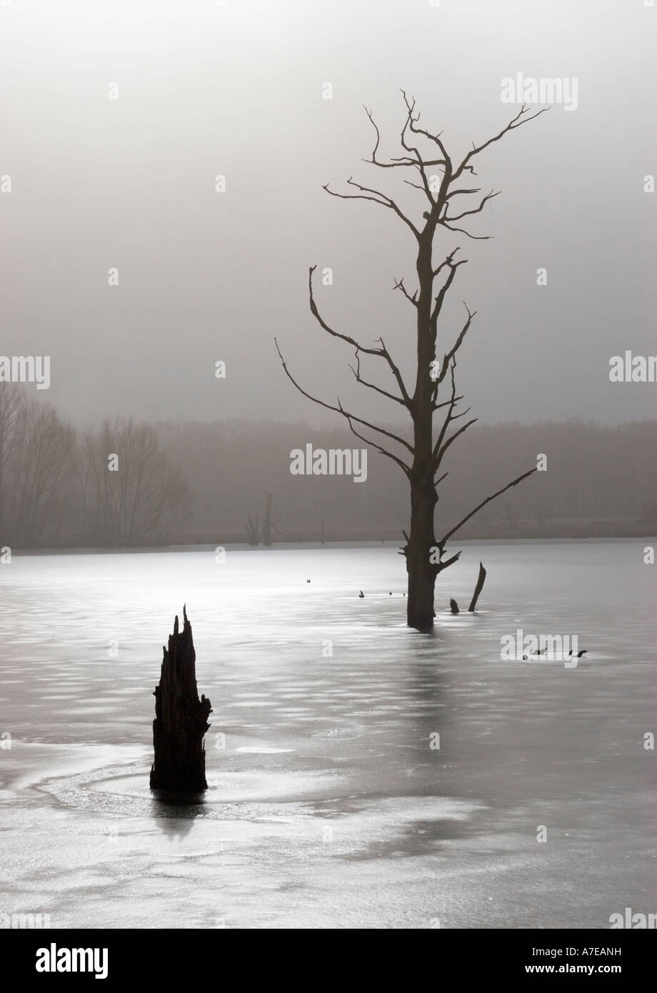 Frozen dead hi-res stock photography and images - Alamy