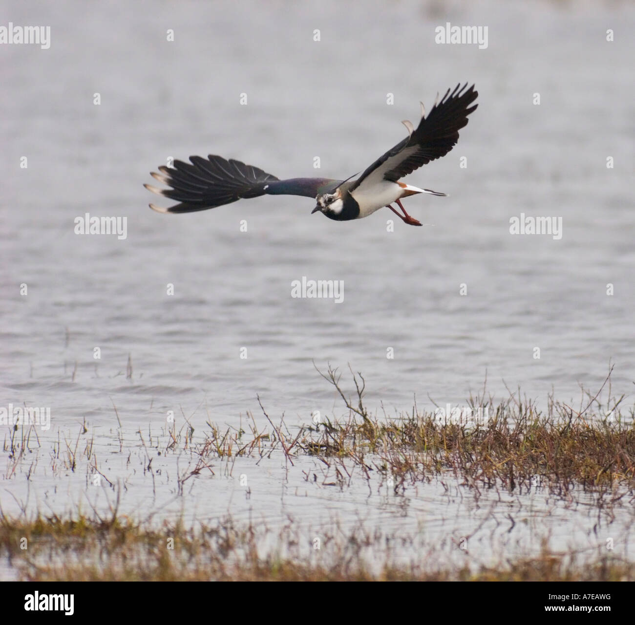 Flying lapwings hi-res stock photography and images - Alamy