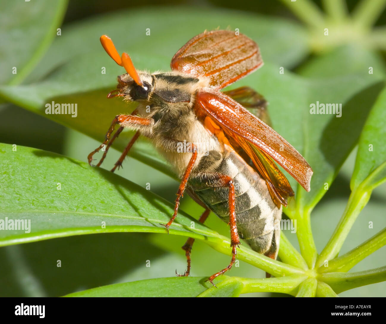 A may bug (melolontha melolontha) on green leaves Stock Photo - Alamy