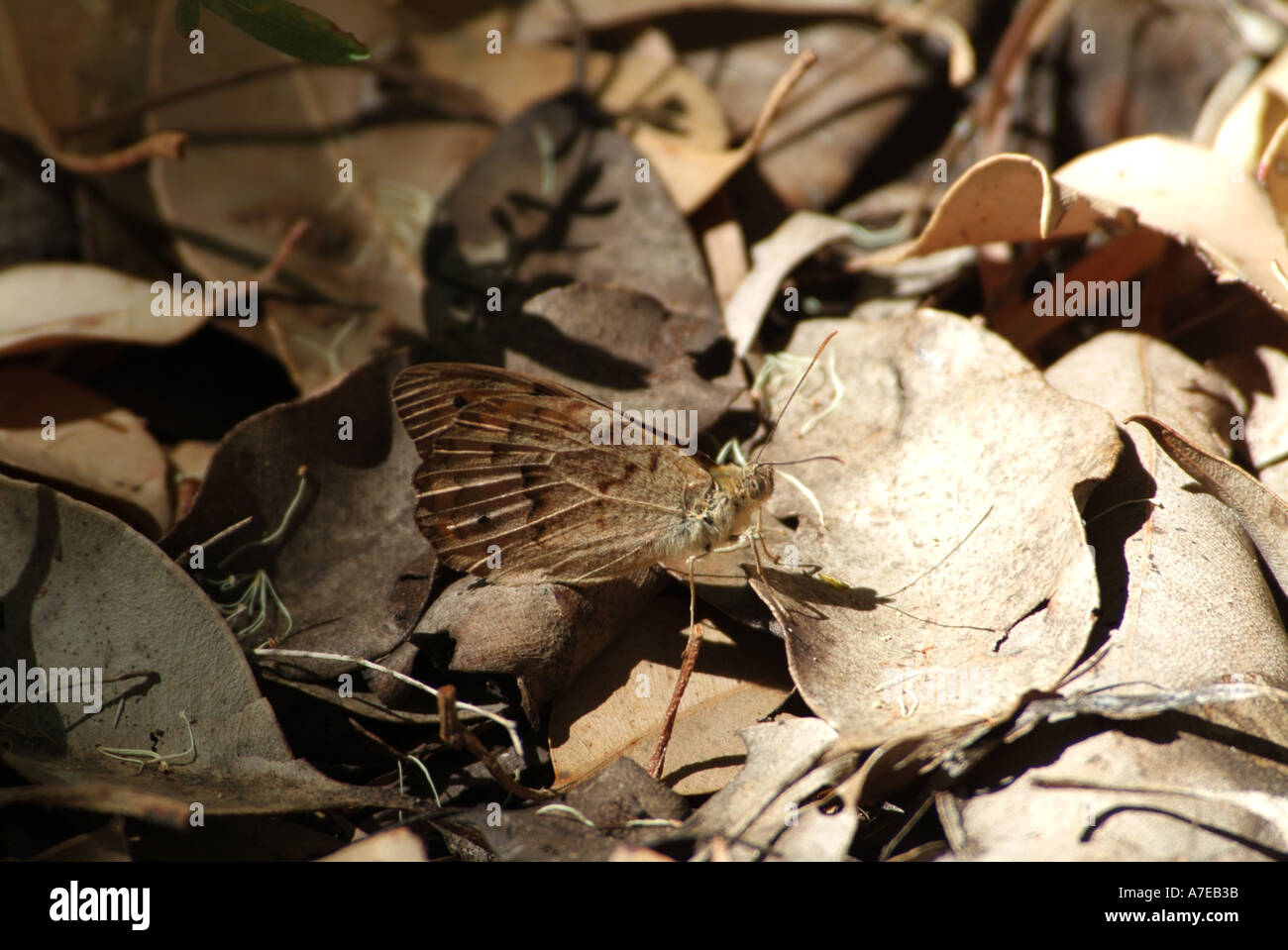 Insect blending with leaves hi-res stock photography and images - Alamy