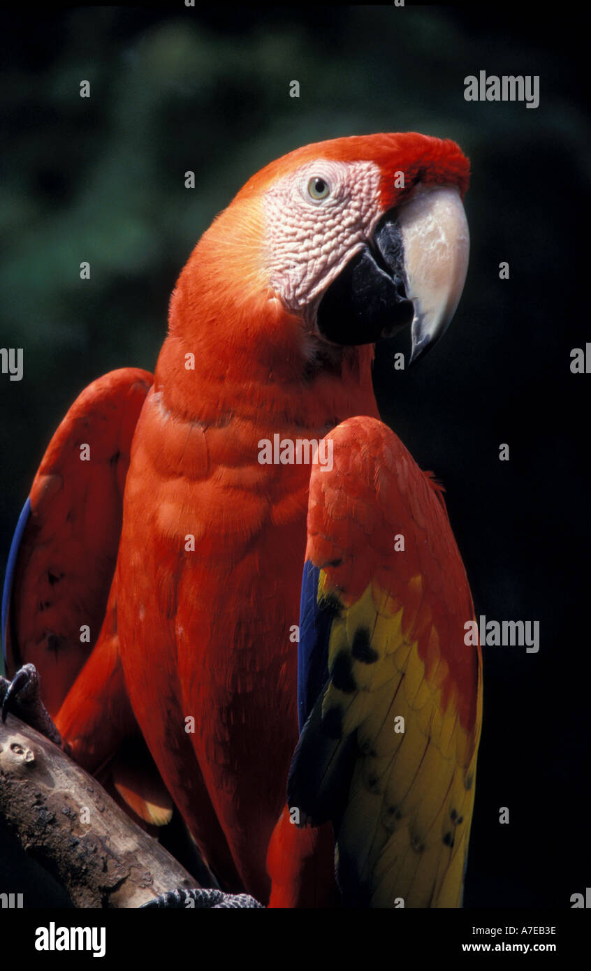 Humid lowland forests hi-res stock photography and images - Alamy