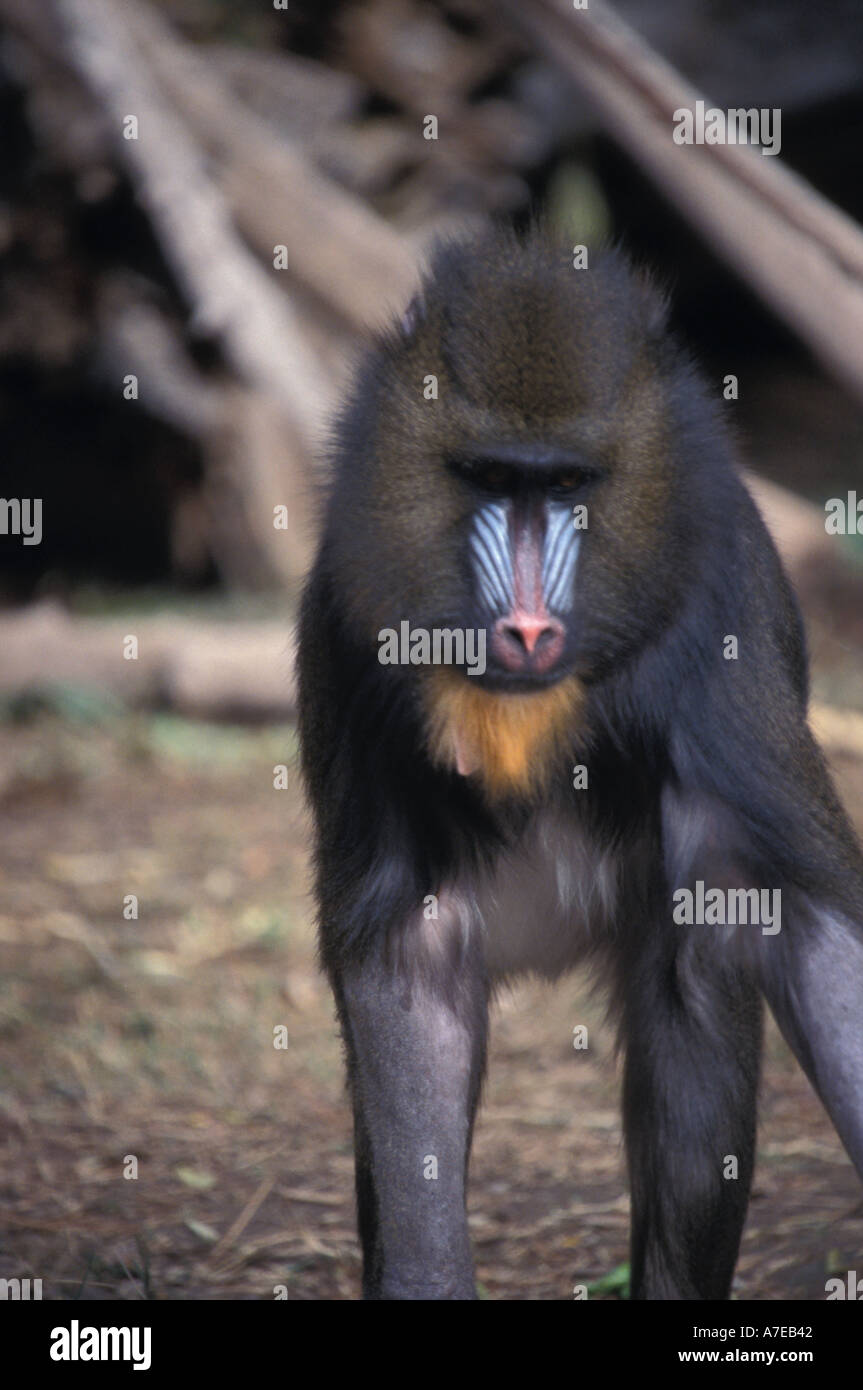 Madrill monkey hi-res stock photography and images - Alamy