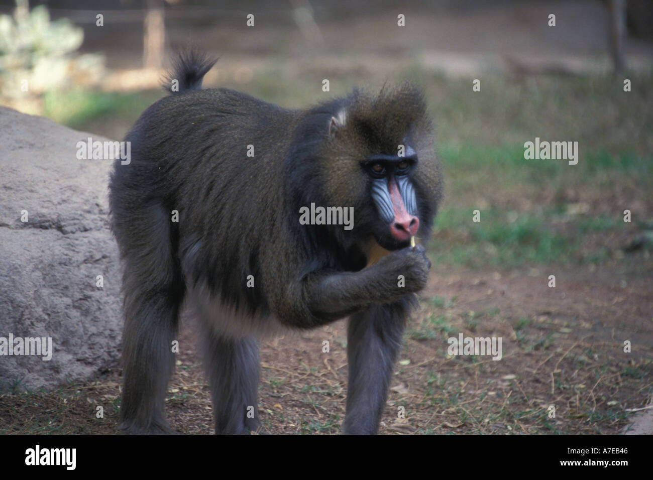 Madrill monkey hi-res stock photography and images - Alamy