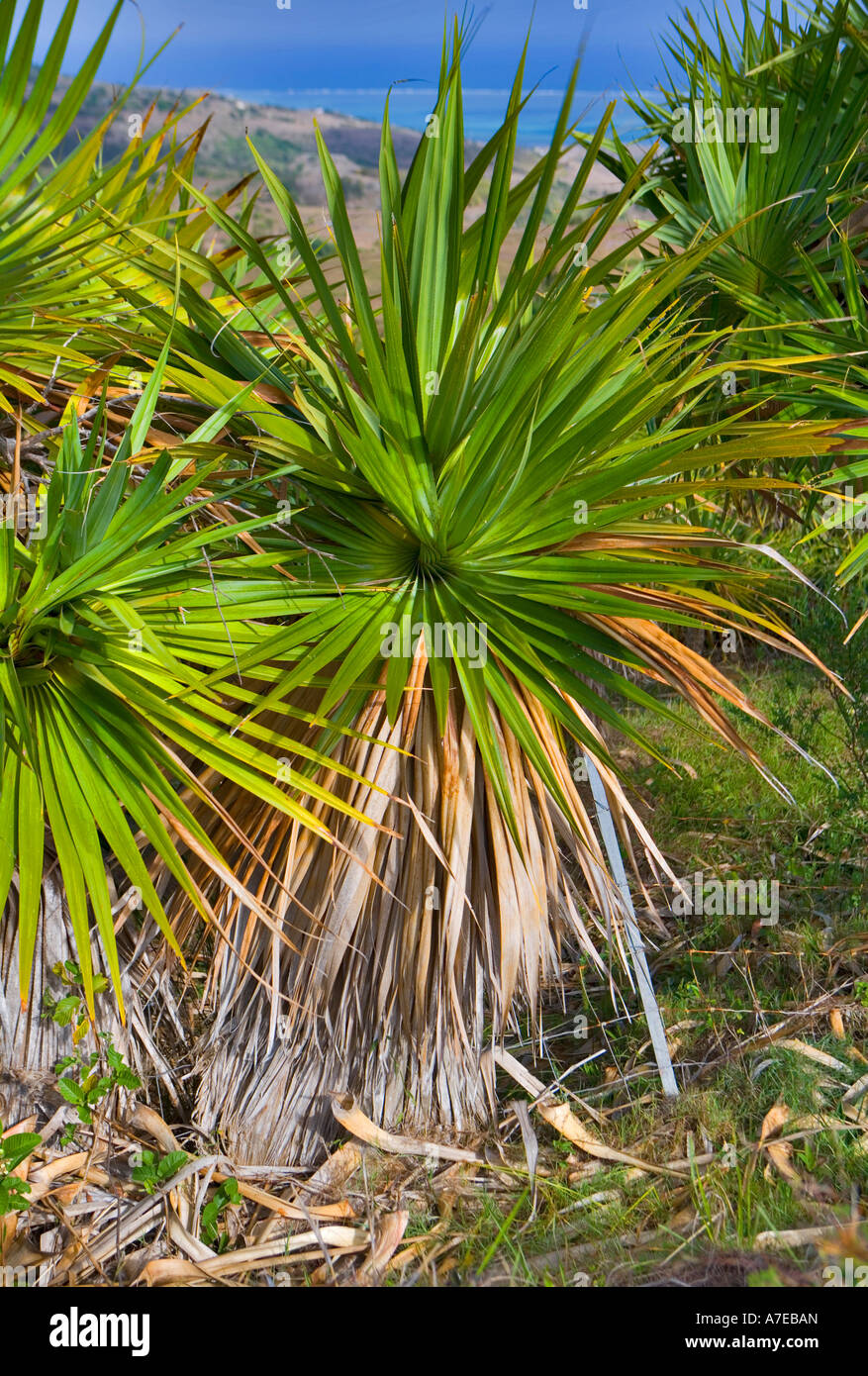 Vacoas plant tree hi-res stock photography and images - Alamy
